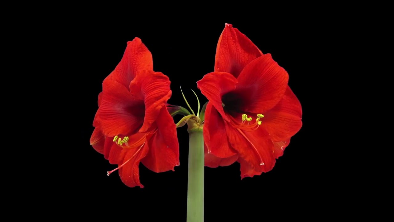 Love Blooms by Jonny Sculls - YouTube Music