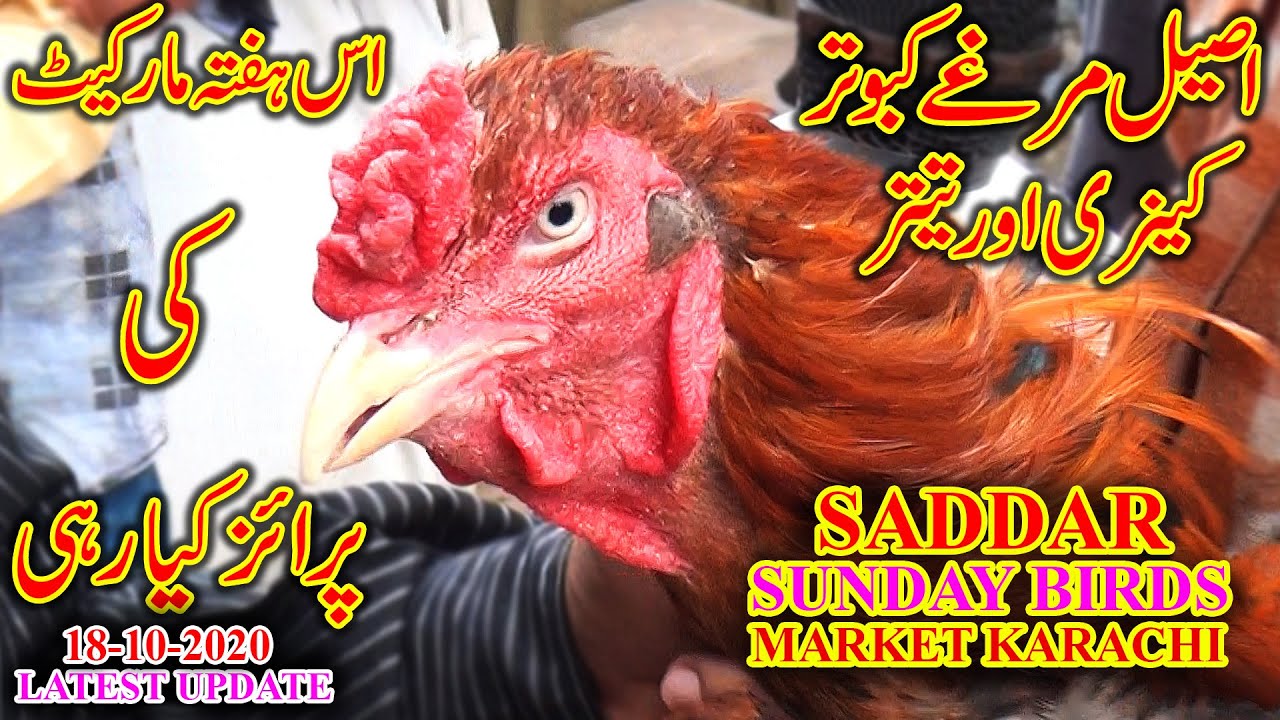 Saddar Sunday Rooster Pigeons Canary Grey Francolin and Raw Parrots ...