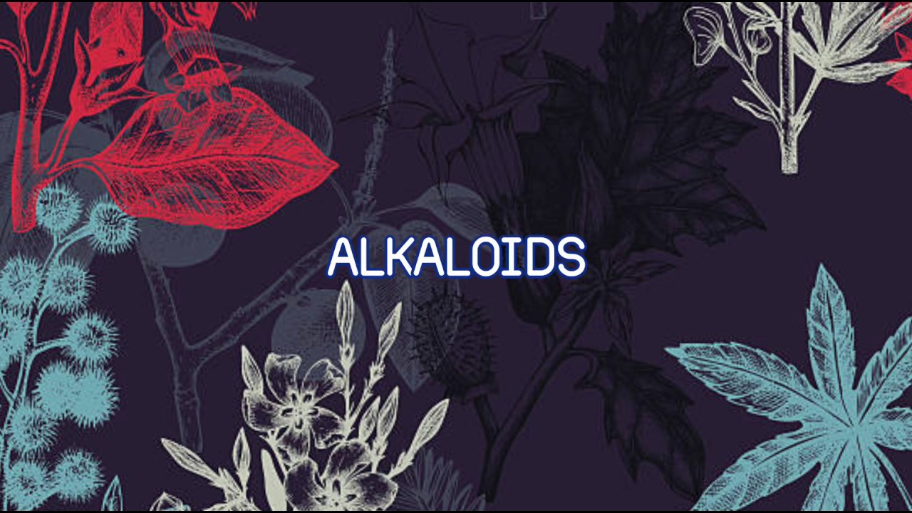 ALKALOIDS SIMPLIFIED | PHARMACOGNOSY | BPHARMA 4th Sem | What are ...
