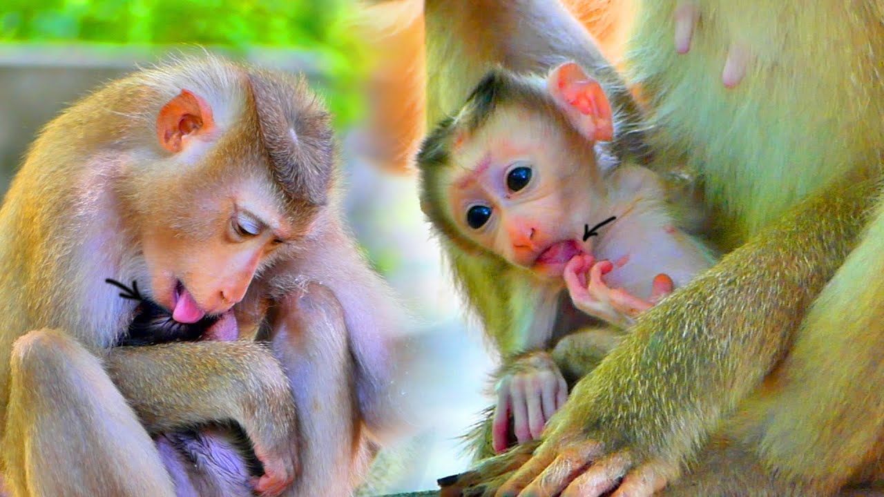 Good Job....Mother Young ANISSA Nursing Her Cute Baby NIKO _ Adorable ...