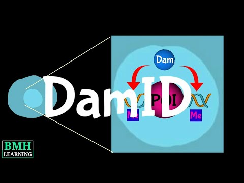 DamID | DNA Adenine Methyltransferase Identification | - YouTube