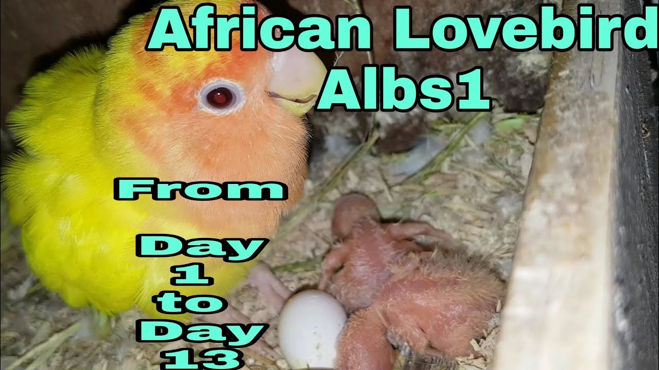 AFRICAN LOVEBIRDS ALBS1 FROM DAY 1 TO DAY 13 - YouTube