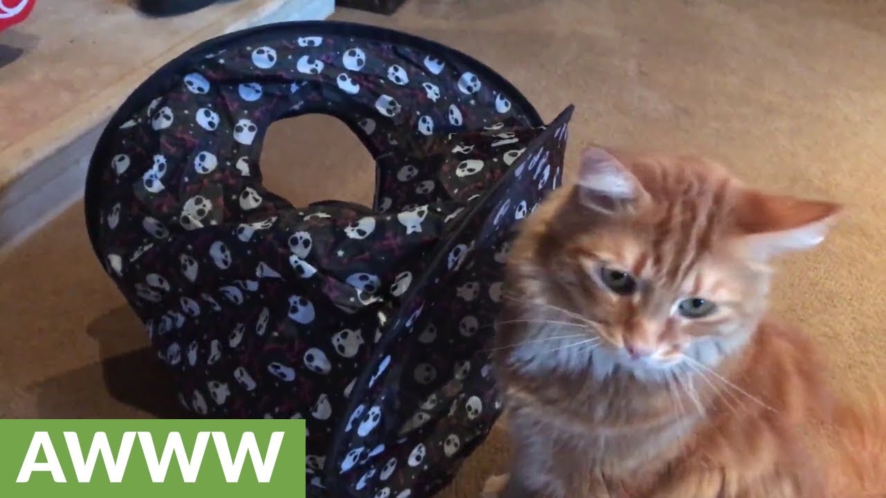 Funny cat loves his drive thru toy tent - YouTube