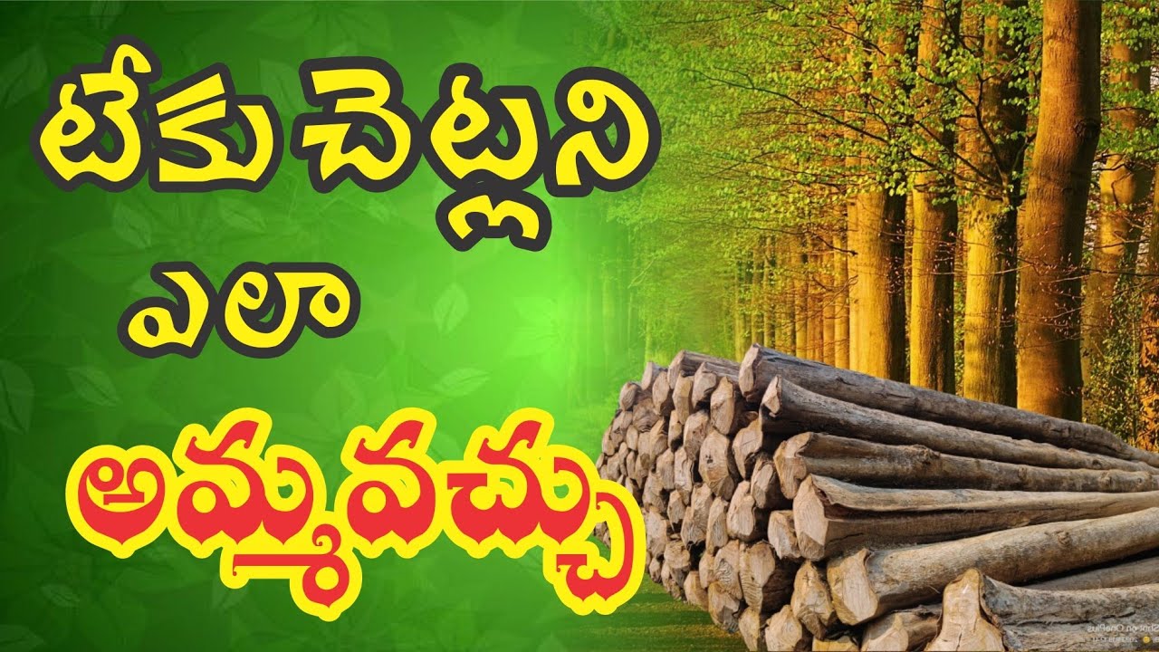 HOW TO SELL INDIAN TEAK TREES IN ( TELUGU LANGUAGE) - YouTube