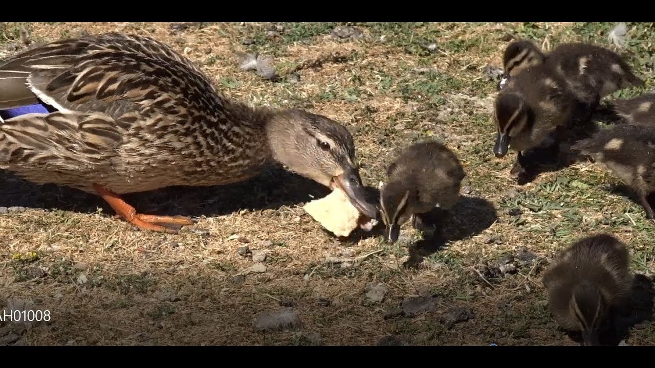 La Cane est une bonne mère avec ses huit Canetons - YouTube