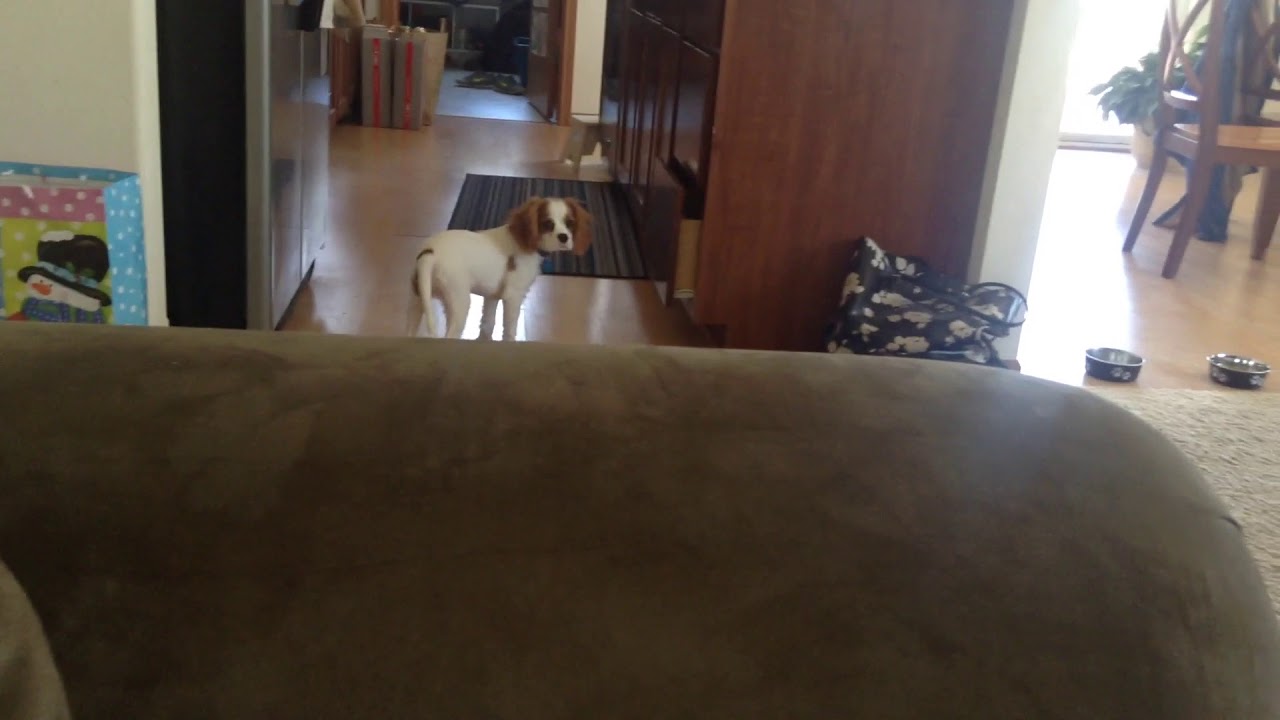 Dog Shenanigans: Part 2 The Great Stare Off - YouTube