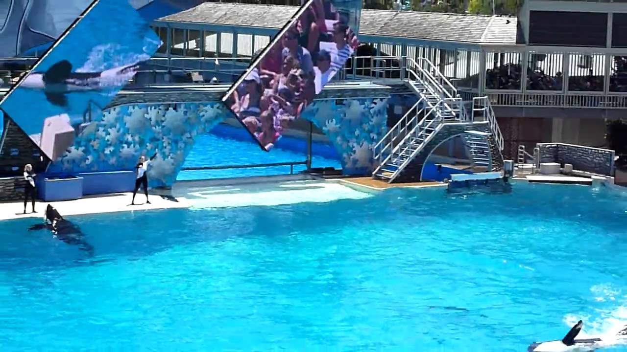 Shamu Splash @Shamu Stadium *HD Quality* by Lumix ZS3 AVCHD Lite - YouTube