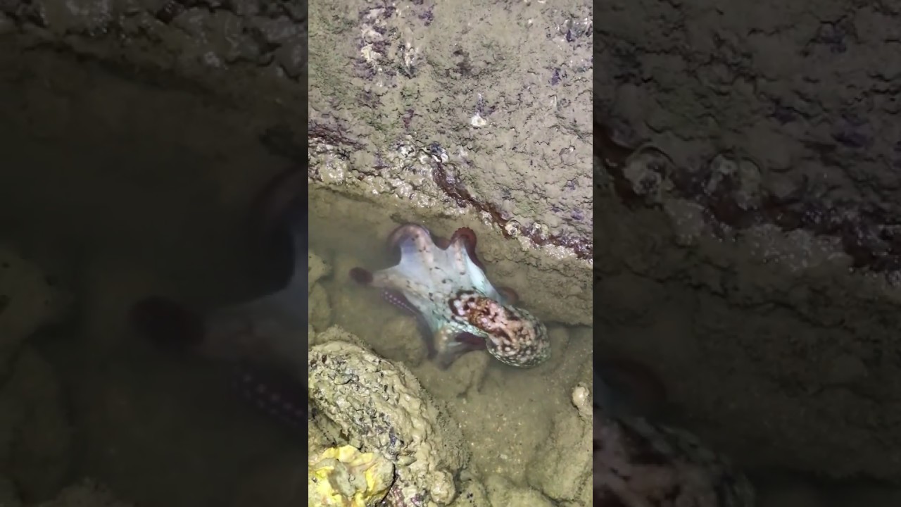 Red-Spot Night Octopus Camouflages Itself in Darwin Rock Pool - YouTube