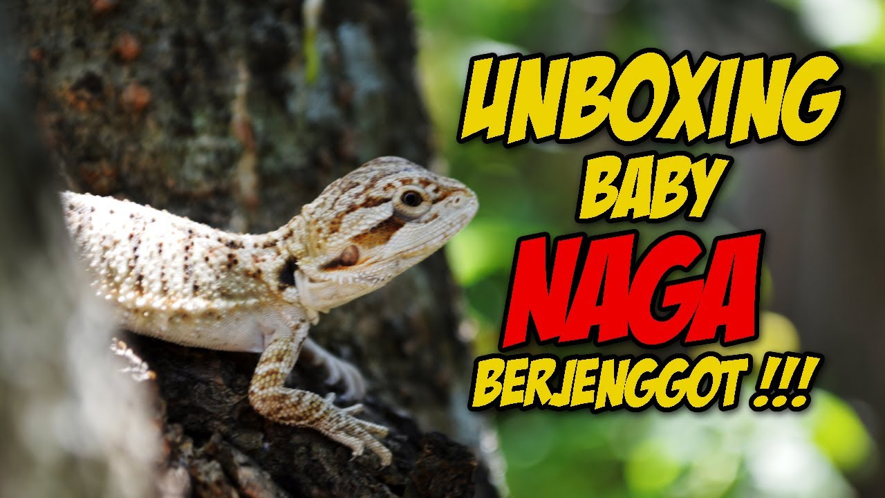 UNBOXING BABY NAGA BERJENGGOT!! | BEARDED DRAGON INDONESIA - YouTube
