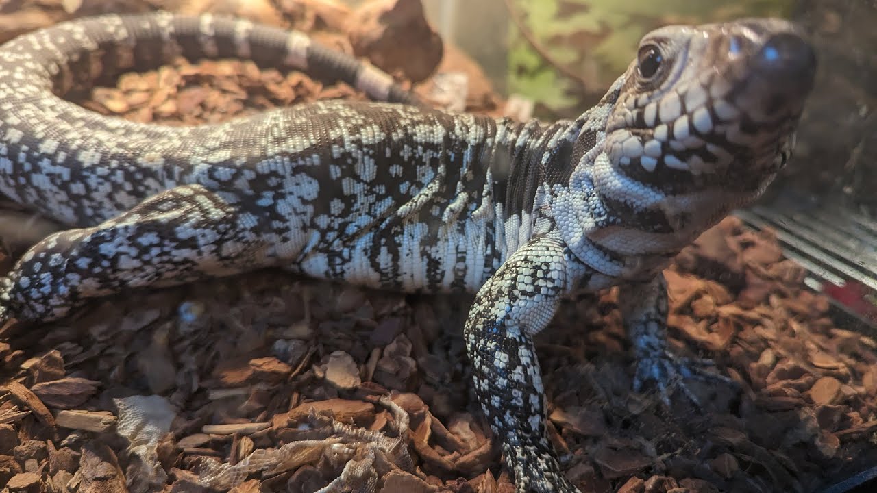 The Hunt: Tegu vs Mouse - YouTube