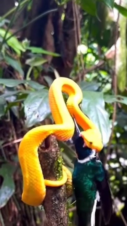 IMPOSSIBLE! SNAKE yellow snake bites a poor bird.Version 10 - YouTube