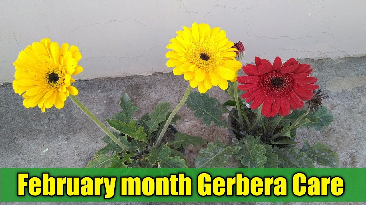 February month gerbera care || Care of gerbera in winter || Best ...