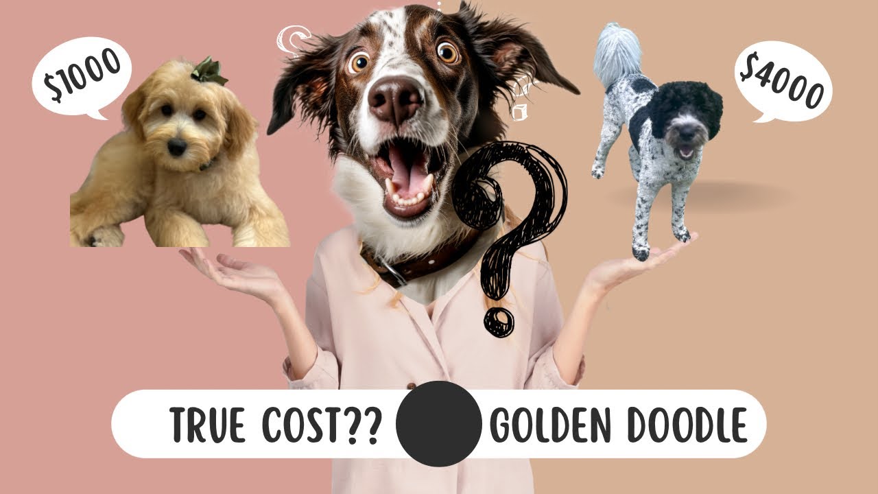 How Much Does A Golden Doodle Cost - True Cost Revealed 🐶 - YouTube