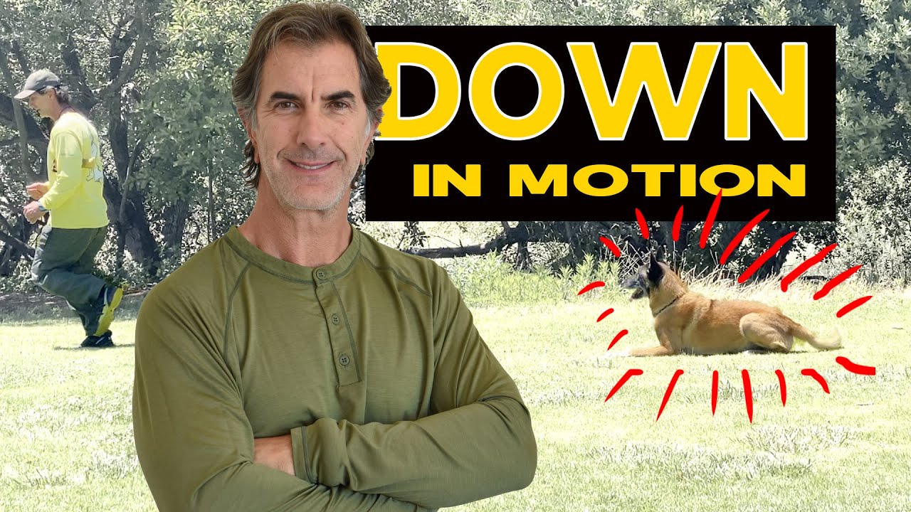 Teach Your DOG DOWN in Motion - Dog Obedience Training Video - YouTube