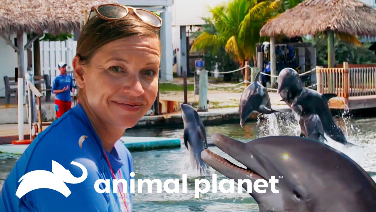 Asombrosa demostración de inteligencia en delfines | Los secretos del ...