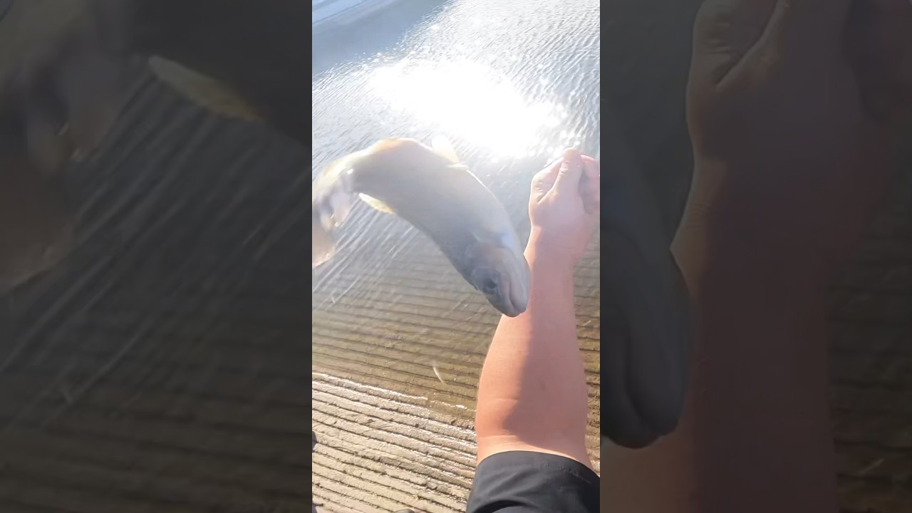 FISHING FAIL!!! 🤦‍♂️ #fail #fishing #catchandcook #funny #nature # ...