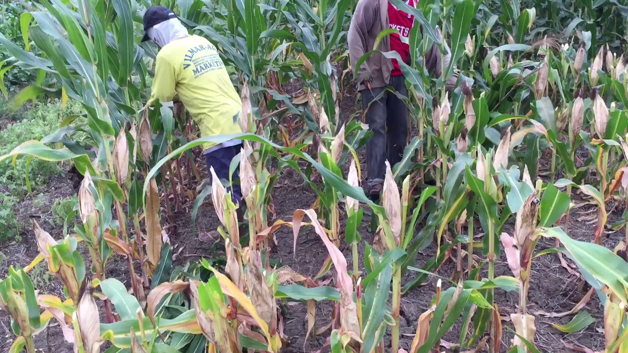 Hybrid Corn NK 6410 Harvest Preparation | #shorts - YouTube