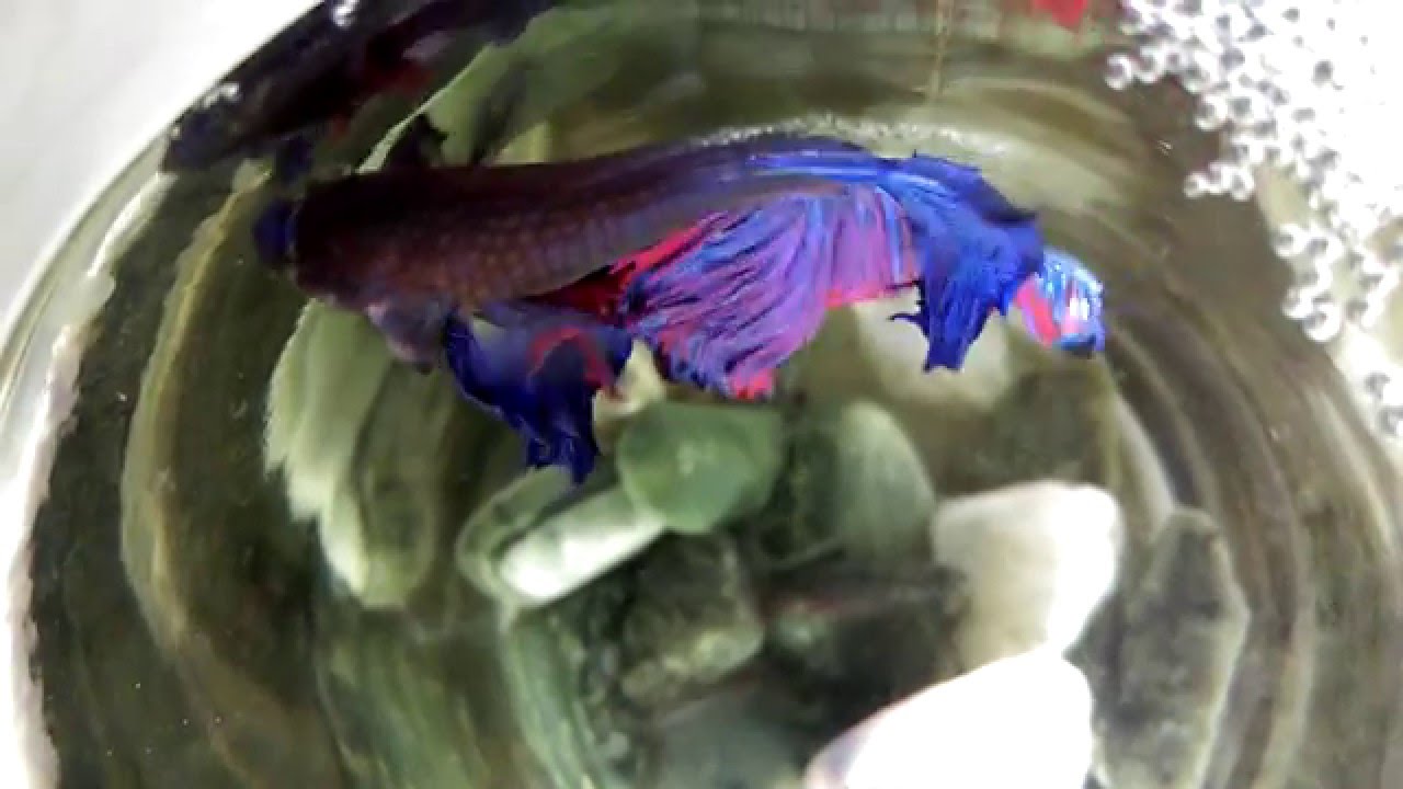 beautiful betta( fighter) fish .....HD.!!! - YouTube