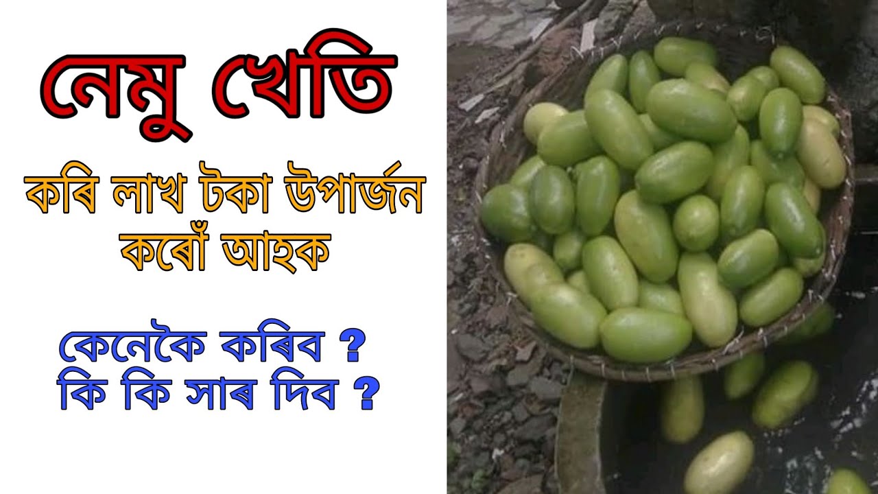 নেমু খেতিৰ সবিশেষ | Nemu kheti in assamese | Assam lemon farming - YouTube