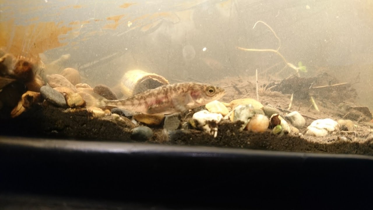 New Pet STICKLEBACKS! Three Spined Stickleback Aquarium & more! - YouTube