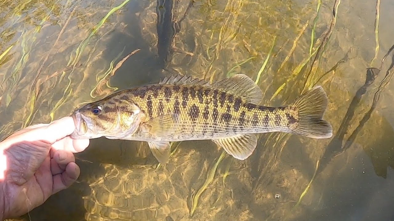 Georgia Bass Slam Mission | Part 2 - YouTube