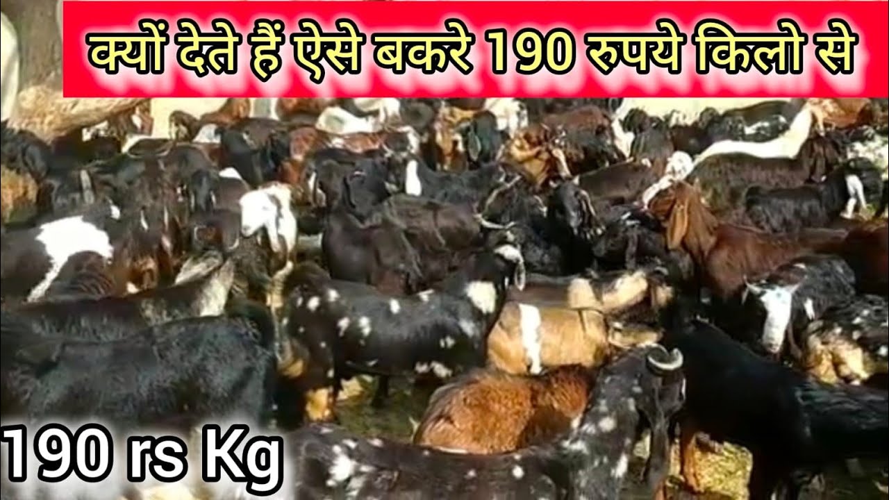 190 rs kg for cutting goats are available | 200 goats stock wholesale ...