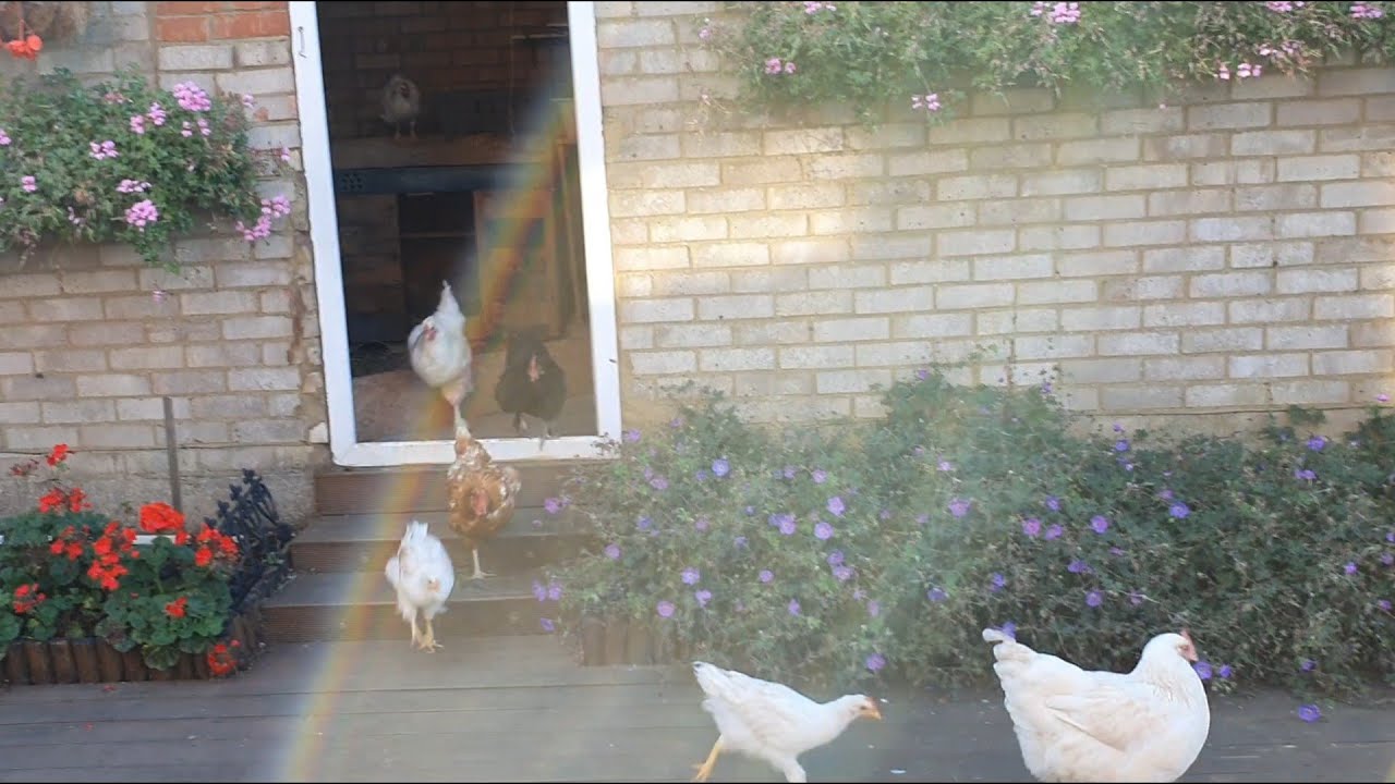 morning rush/10 week old chick - YouTube