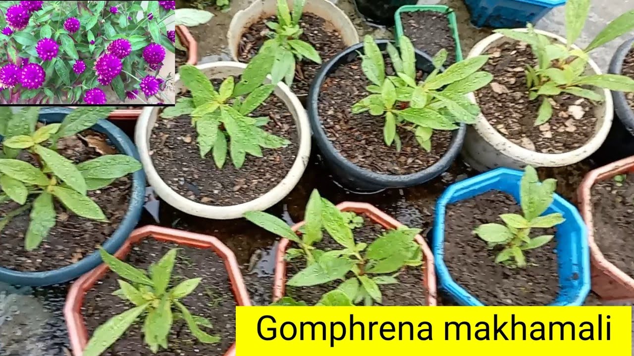 How to grow gomphrena flowers, makhamali phool || 🙂🙂 ( in nepali ...