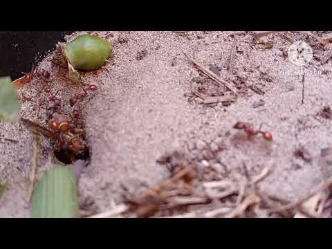 Ant relax video feat Linkin Park and Evanescence - YouTube