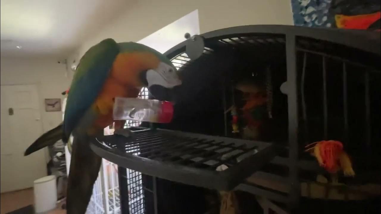 Parrot intelligence! Parrot flys 2 rounds and look what happens next ...