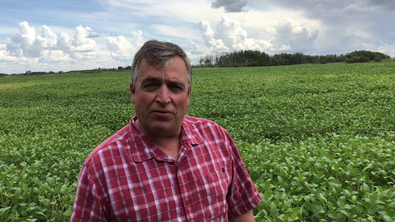 Fred Greig talks about his Mahony R2 soybeans - YouTube