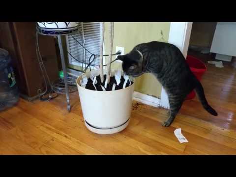 Keeping my cat from peeing in my plants