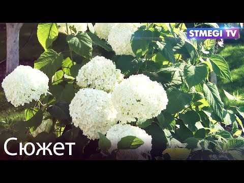 Горско-еврейские женщины встречают месяц Элул