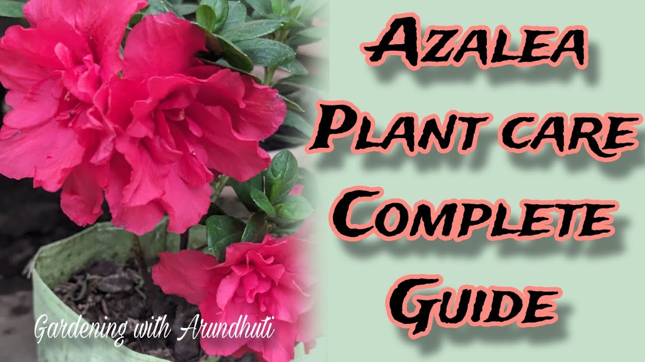 Azalea Plant Care . Complete Guide #fertilizer #soil - YouTube