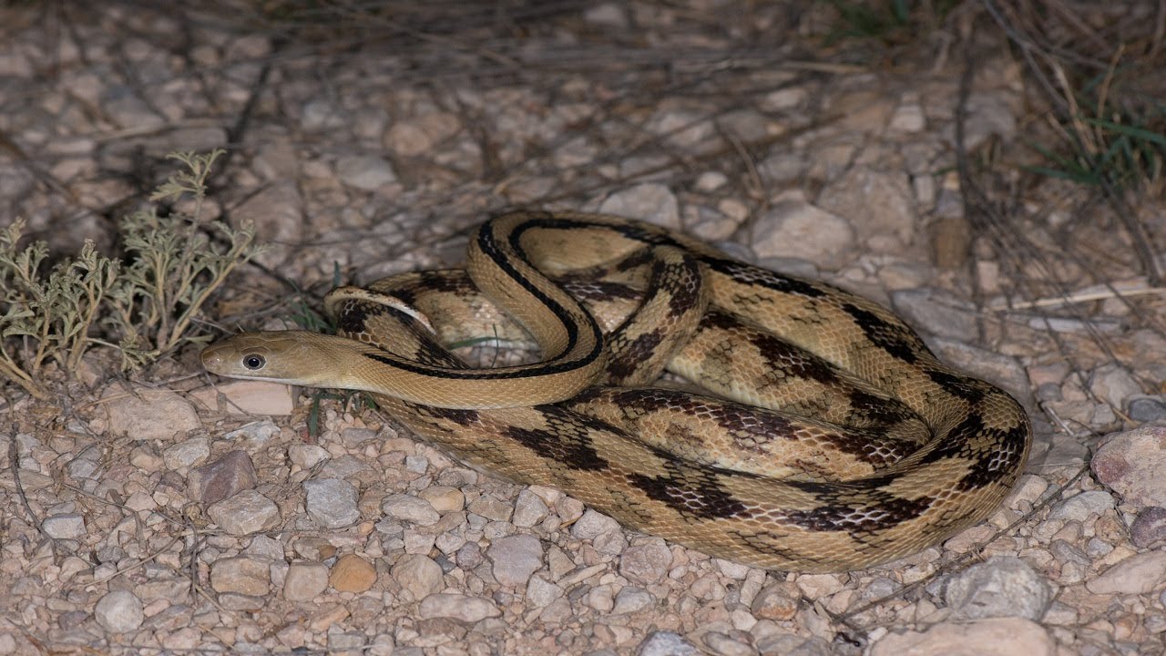 TRANS PECOS RAT SNAKE #Bogertophis subocularis - YouTube
