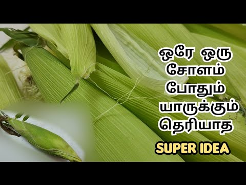 Waste Corn Husk to brilliant Reuse idea| No one knows this simple idea ...