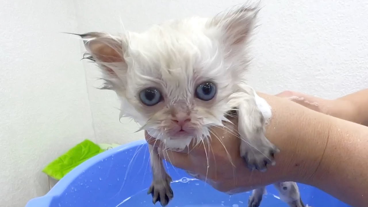 Kitten's First Bath Ever, Mama Cat Supervising, Kitten Getting Clean ...