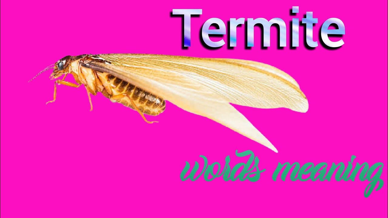 दीमक को इंग्लिश में क्या कहते हैं | termite meaning in hindi | deemak ...