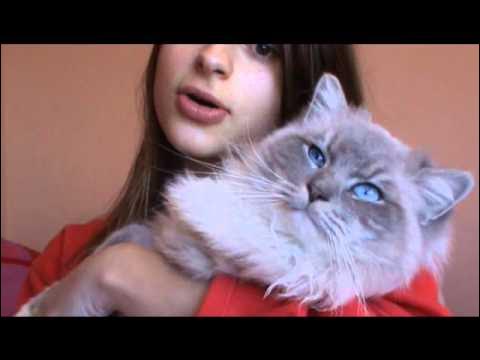 Cute Adorable Ragdoll Cat - YouTube
