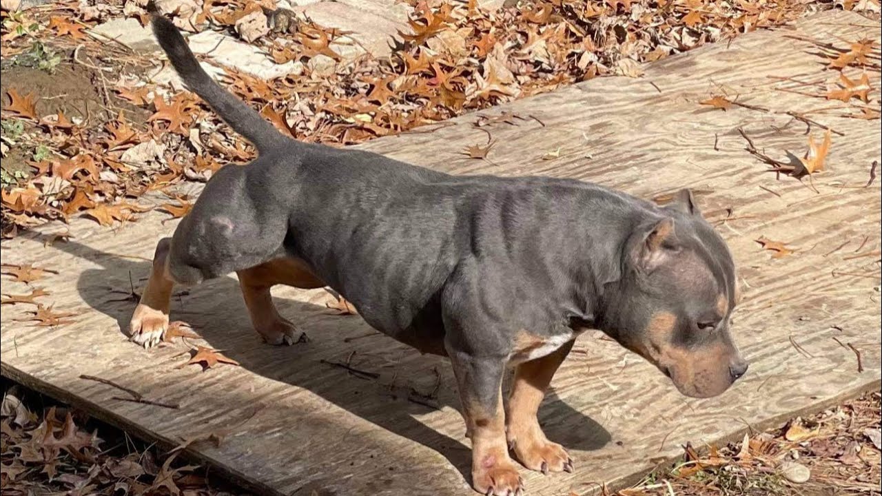 American bully puppies update Bullieve & Akoye. QueenCityBullies & TK ...