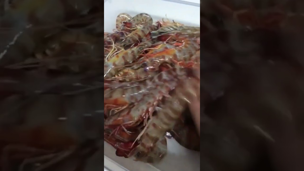 Still alive! Norway lobster, scampi, prawns, gambori, kozice - YouTube