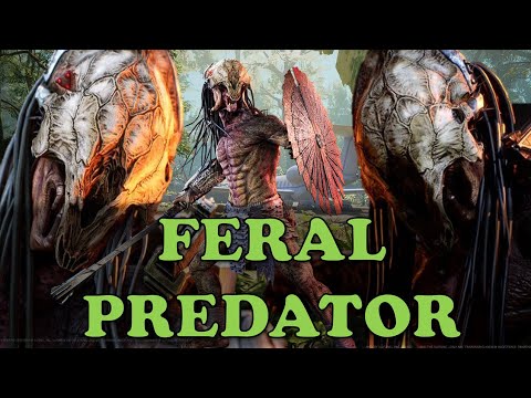 FERAL PREDATOR IS HERE ? PREDATOR HUNTING IS BACK ? - YouTube