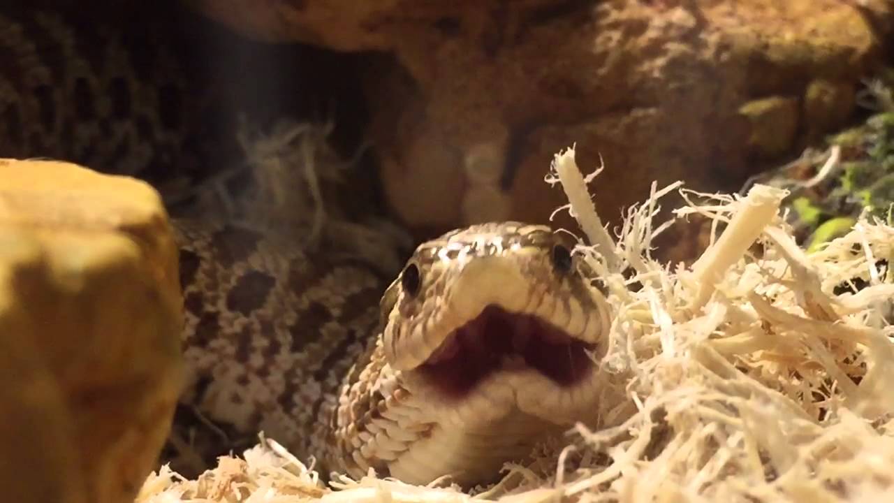Western hognose fangs - YouTube
