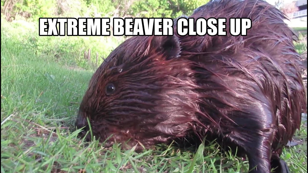 Watch This BEAVER in Extreme CLOSE-UP Video - YouTube