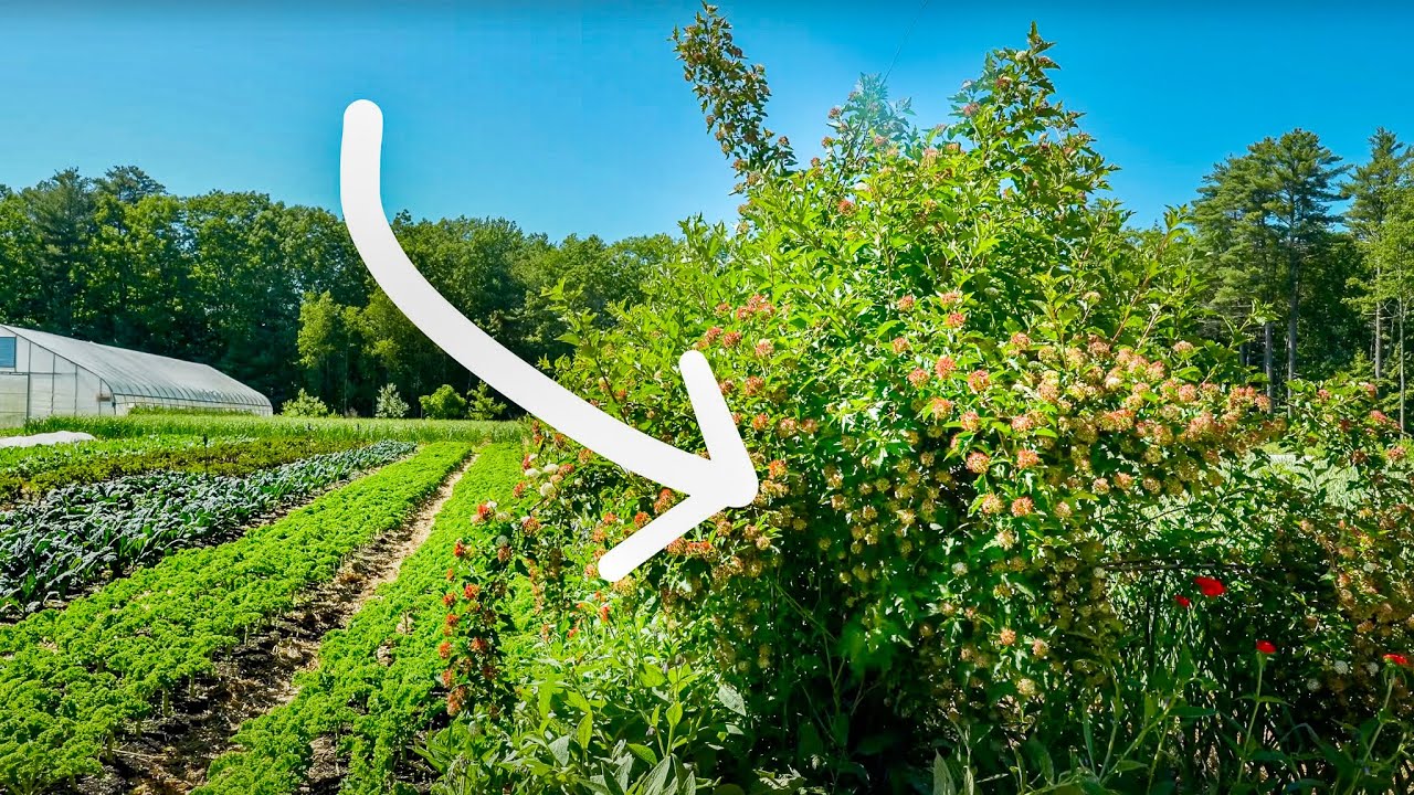 Lessons from Planting Hedgerows at Frith Farm - YouTube