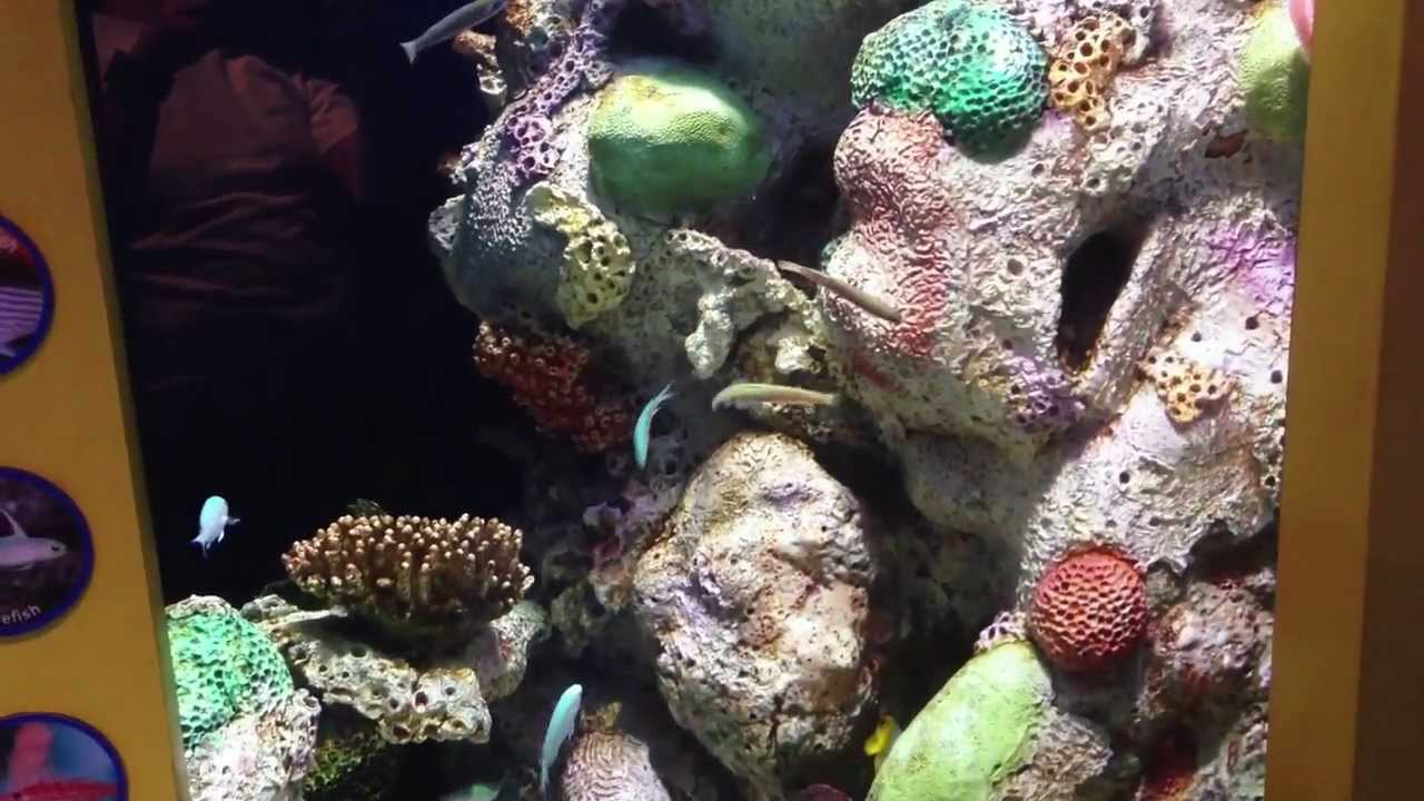 75 gallon in wall reef tank week3 - YouTube