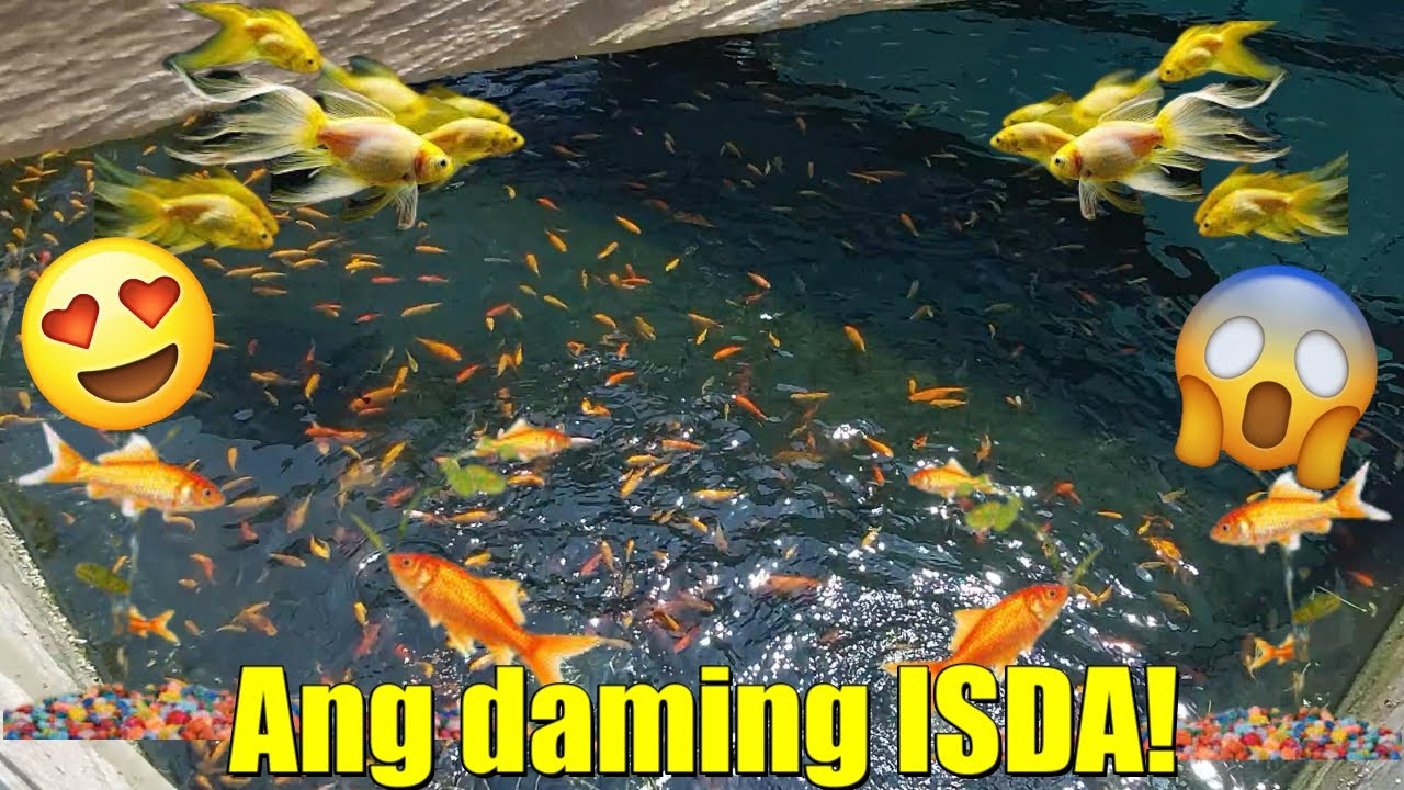 Pumunta kami sa bilihan ng isda! | Filipino in Ghana, Africa - YouTube