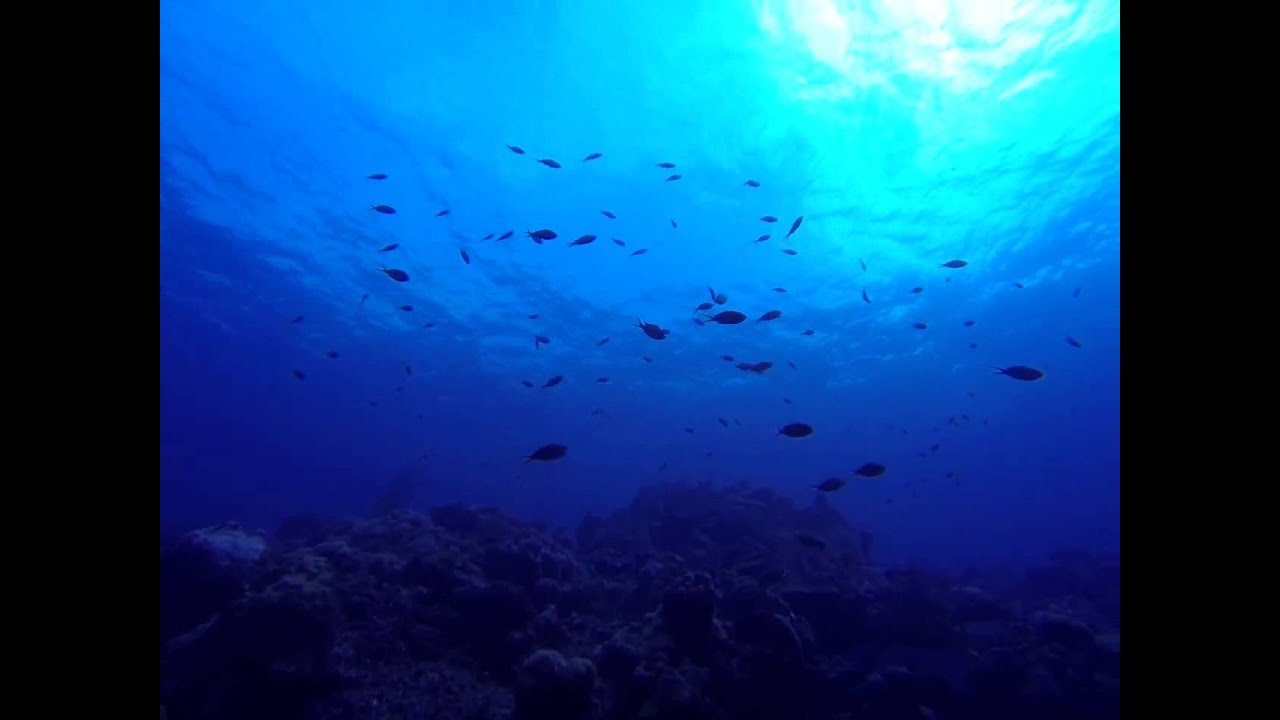 Reef Fish 2 - Bonaire January 2013 - YouTube