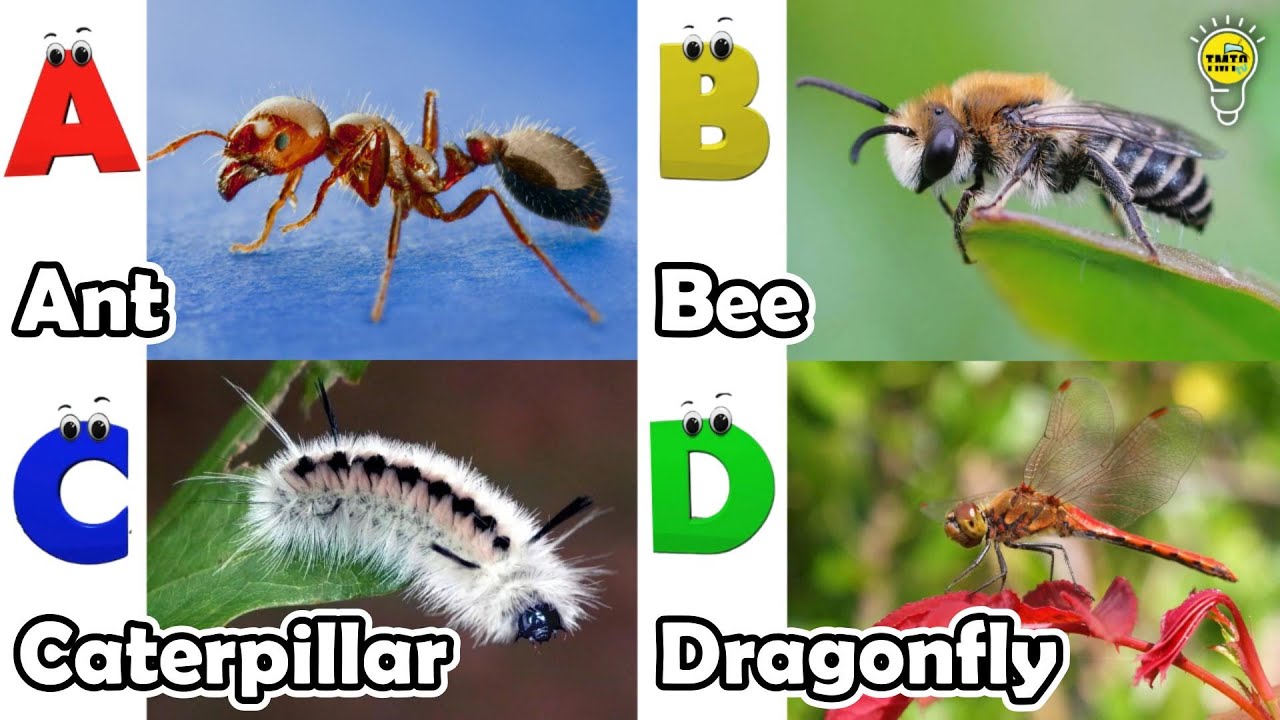 Abc Insect Song | A to Z Insects Song | Insects Alphabet song | Phonics ...