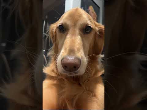 Bikini Try-On Haul 110 :| 4K Transparent Lingerie & See-Through Styles #tryonhaul #bikini #india 